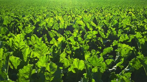 Shade Tolerant Herbs And Vegetables For Your Garden - The Peaceful Haven